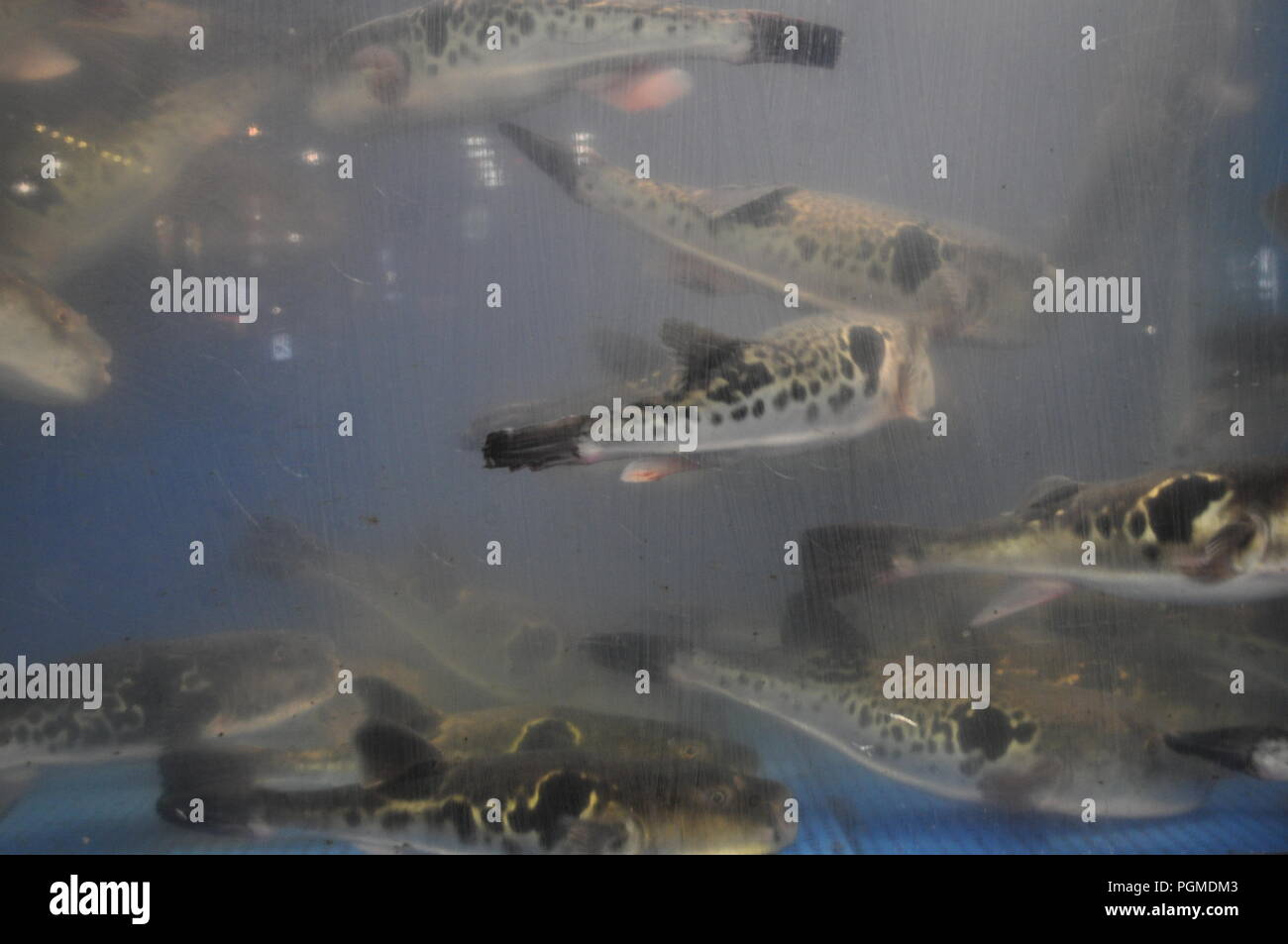 Fugu fish japan hi-res stock photography and images - Alamy