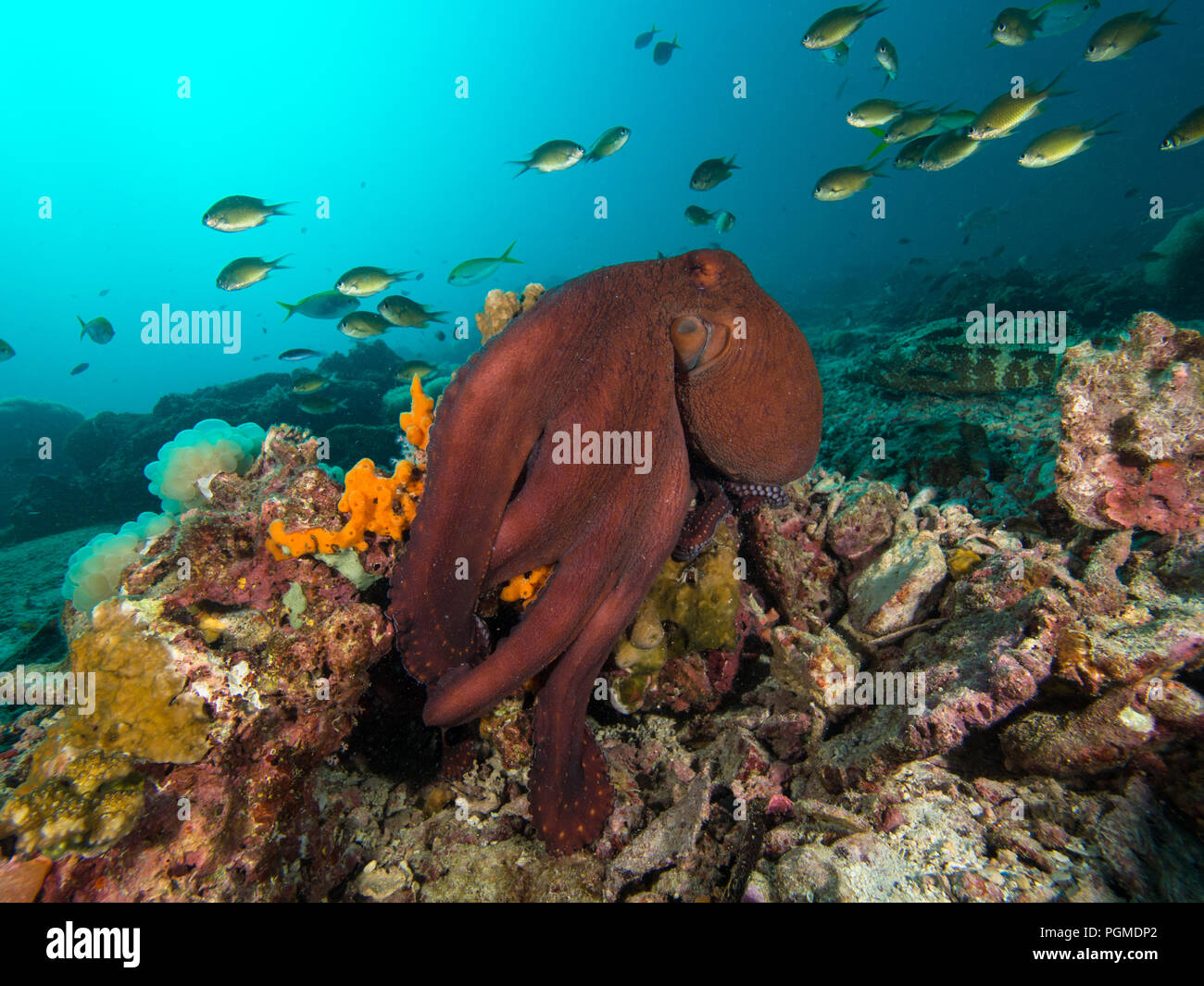 Octopus underwater hi-res stock photography and images - Alamy