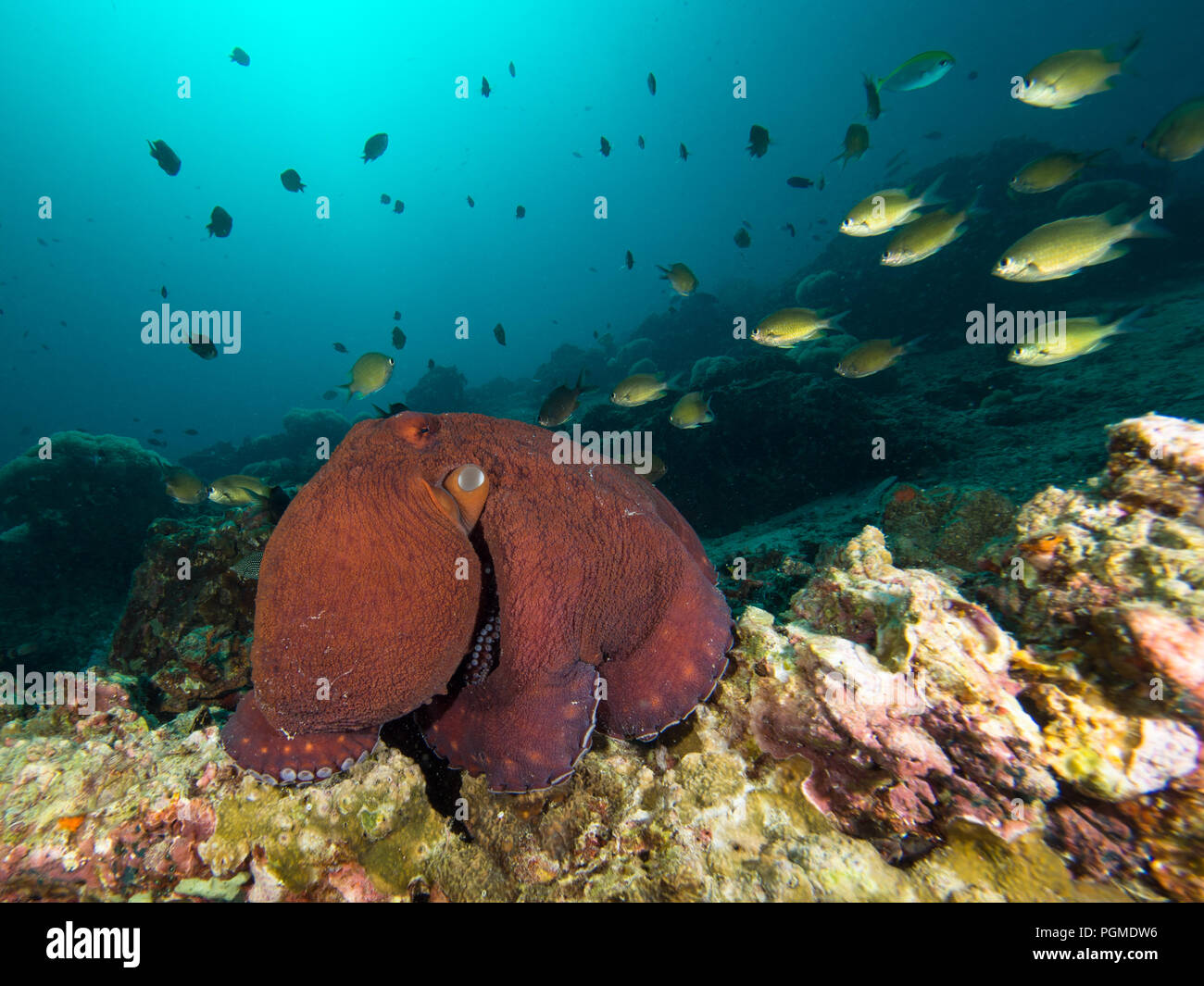 Octopus on a coral reef Stock Photo - Alamy