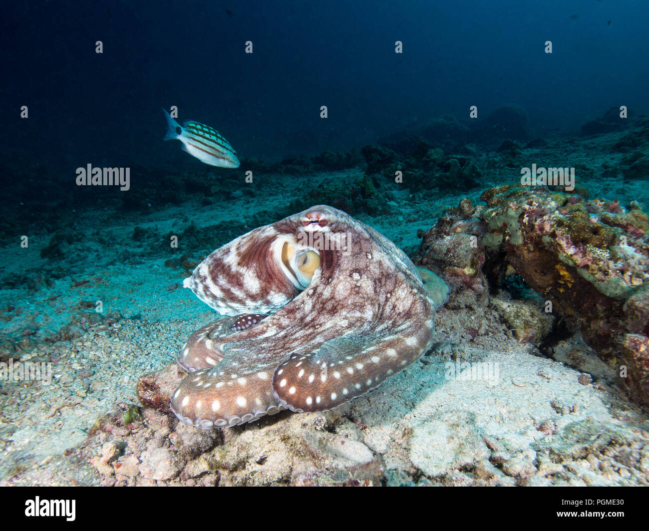 Moving octopus hi-res stock photography and images - Alamy