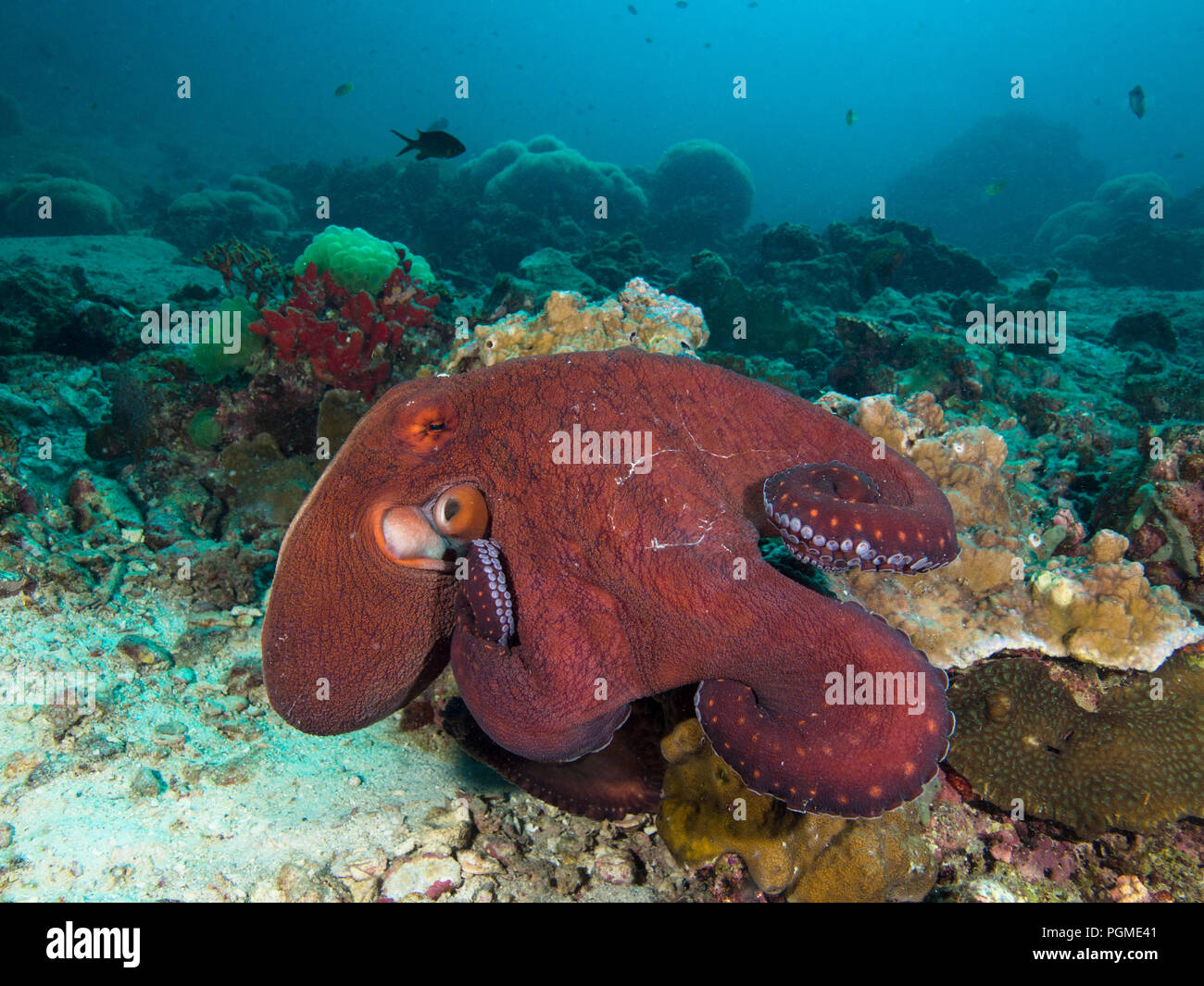 Day octopus octopus andaman sea hi-res stock photography and images - Alamy