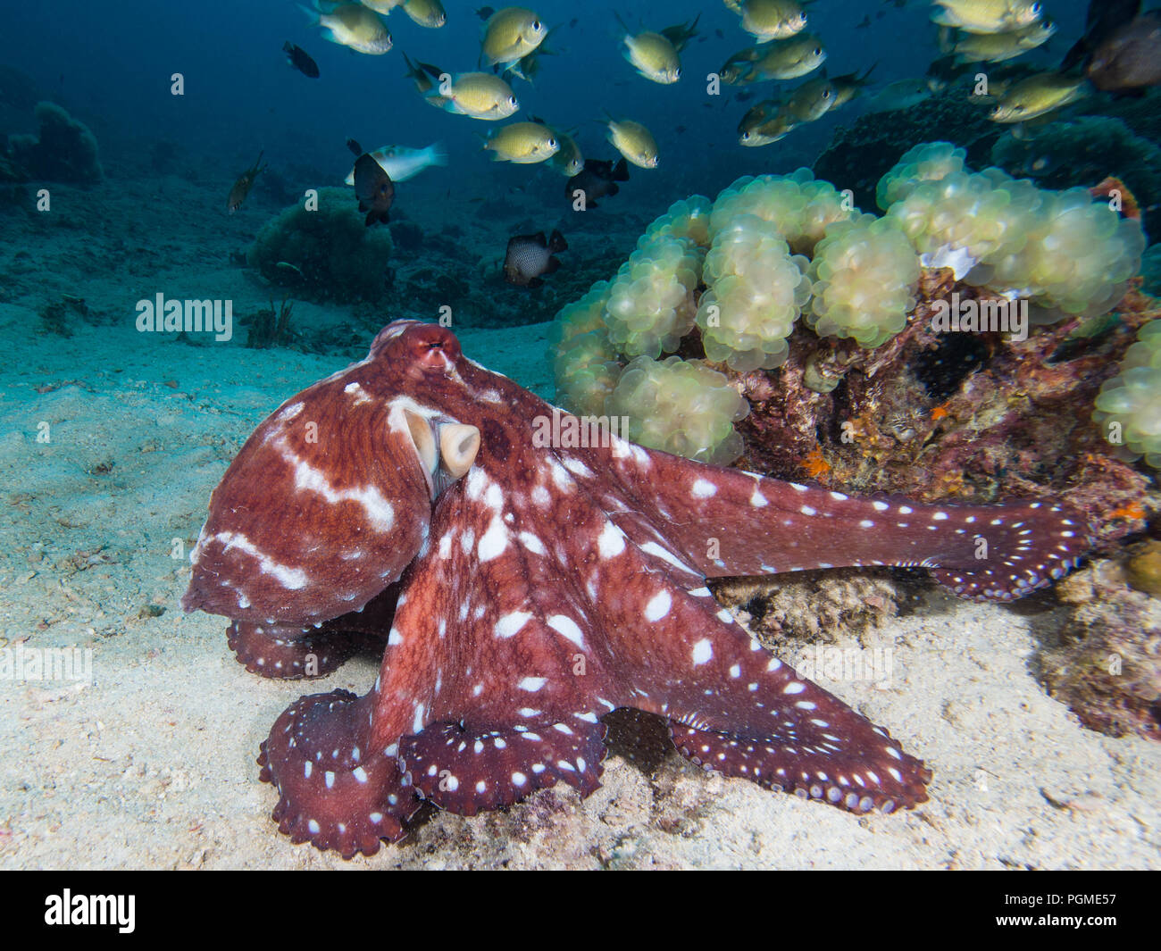 Octopus on a coral reef Stock Photo - Alamy
