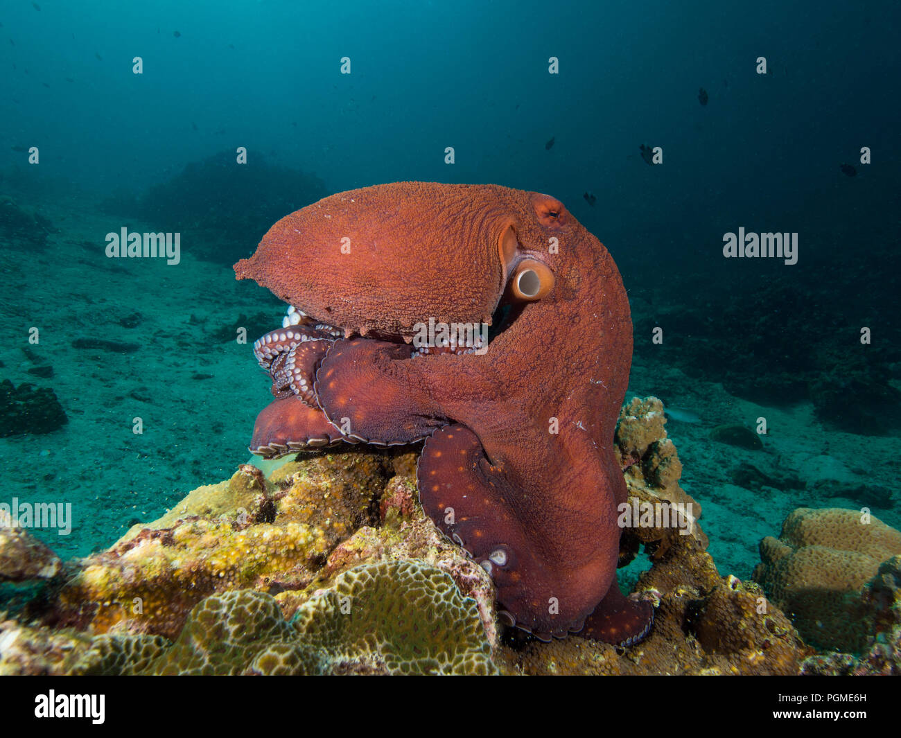 Octopus on a coral reef Stock Photo - Alamy