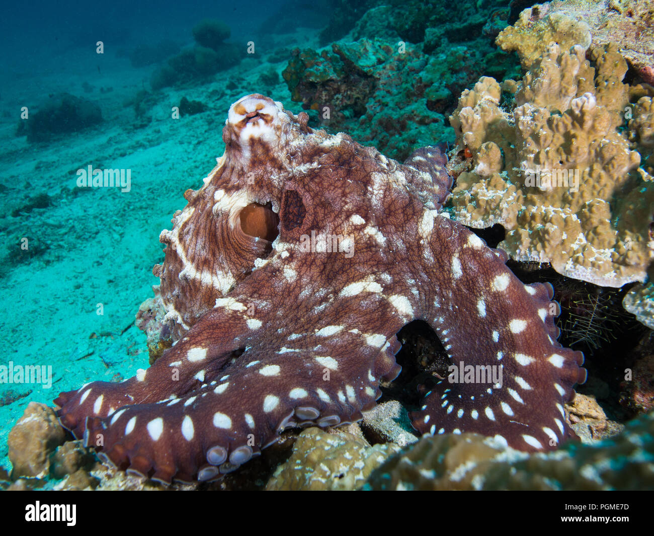 Octopus on a coral reef Stock Photo - Alamy