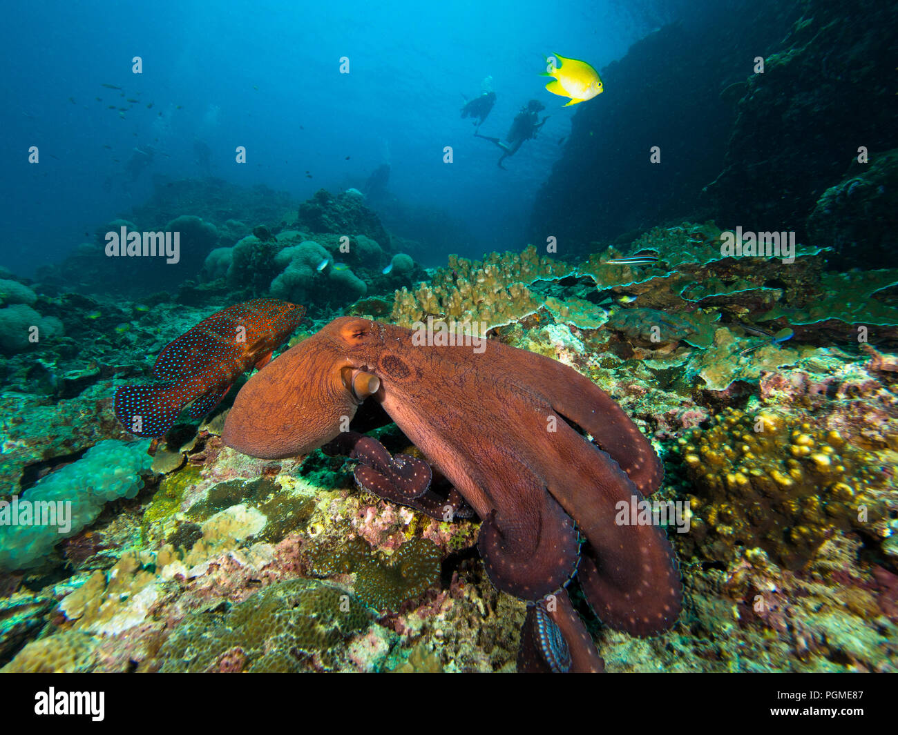 Octopus on a coral reef with divers in the background Stock Photo - Alamy