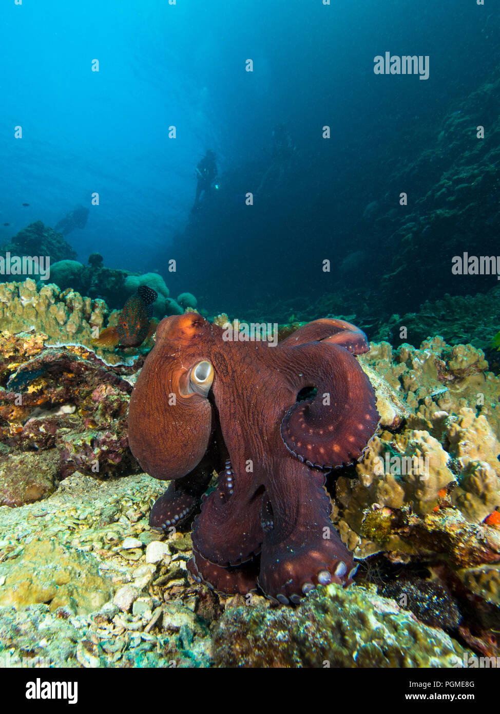 Octopus on a coral reef with divers in the background Stock Photo - Alamy