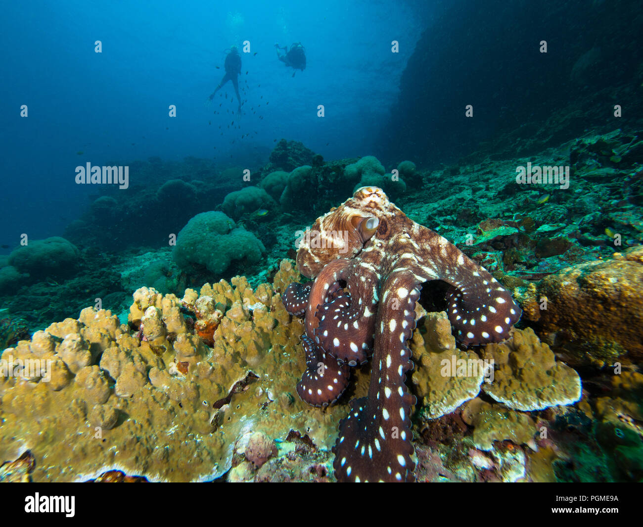 Octopus in reef hi-res stock photography and images - Alamy