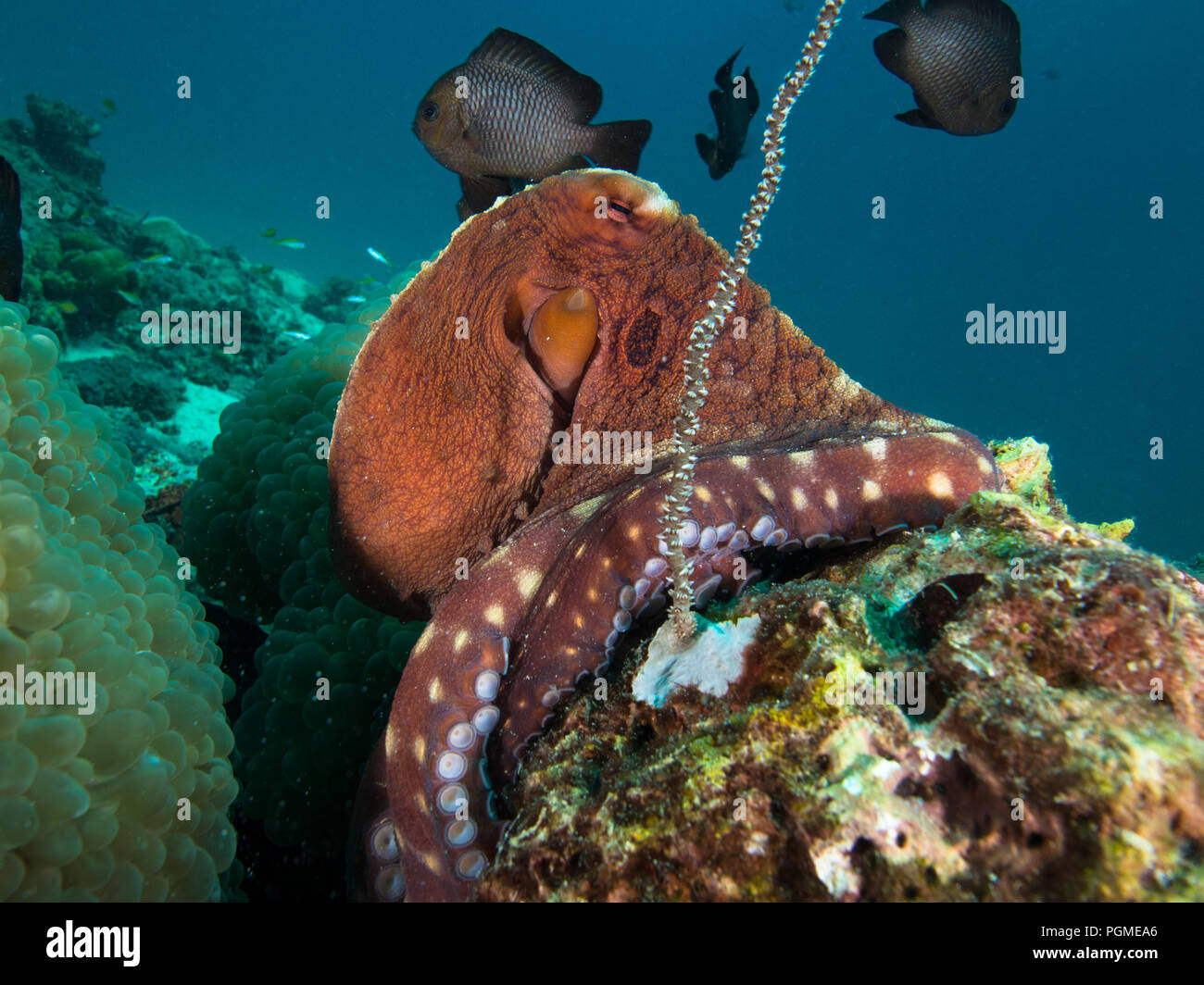 Day octopus octopus andaman sea hi-res stock photography and images - Alamy