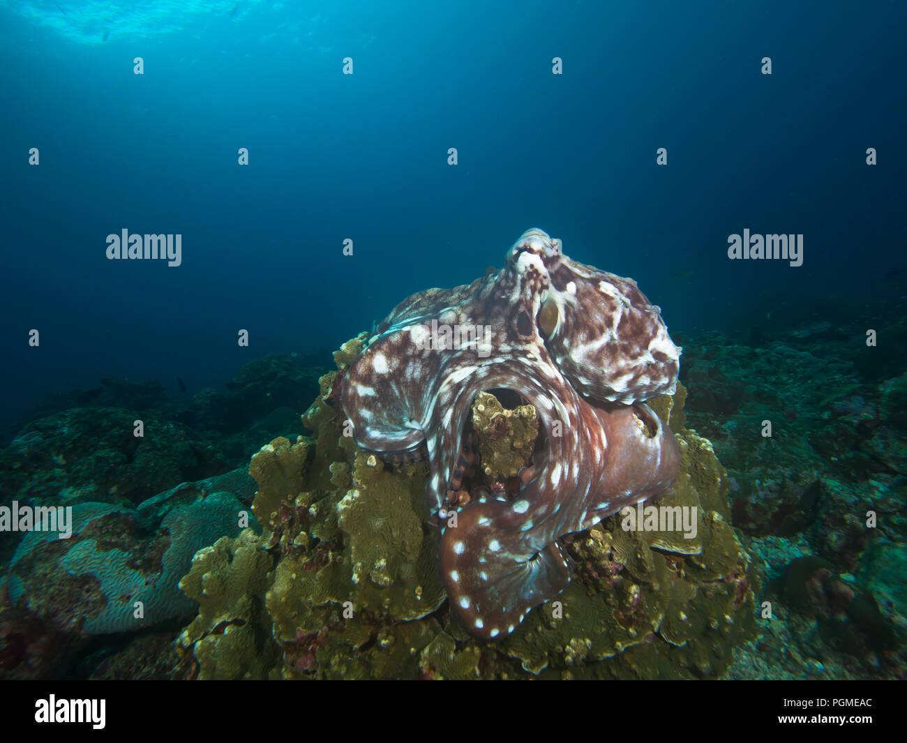 Octopus on a coral reef Stock Photo - Alamy