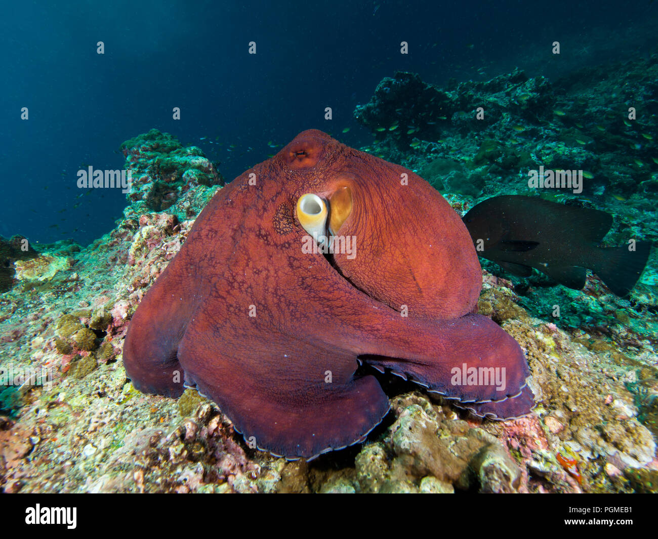 Octopus on a coral reef Stock Photo - Alamy