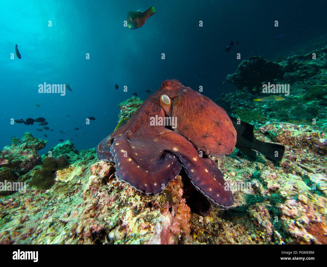 Octopus on a coral reef Stock Photo - Alamy