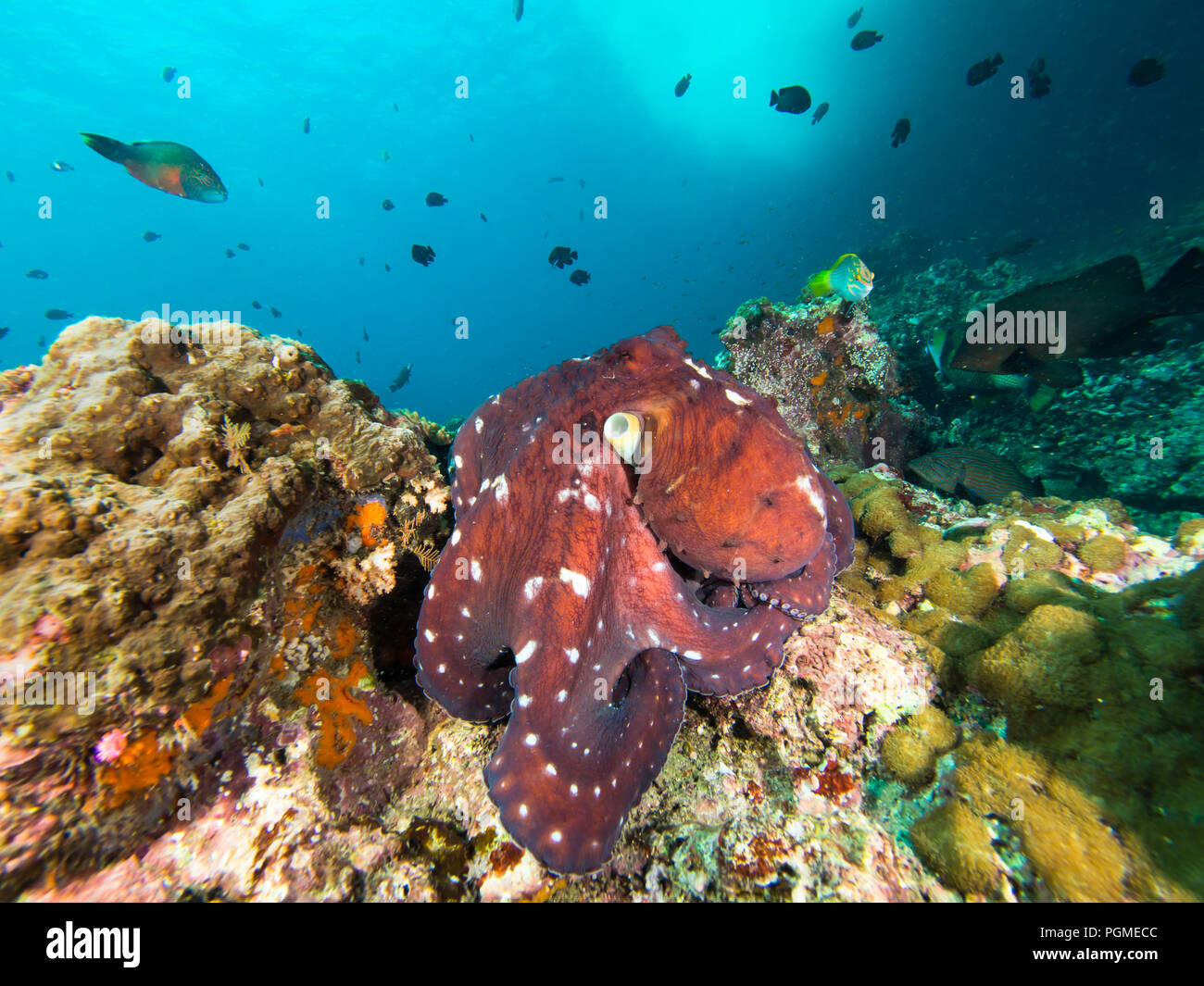 Octopus and underwater hi-res stock photography and images - Alamy