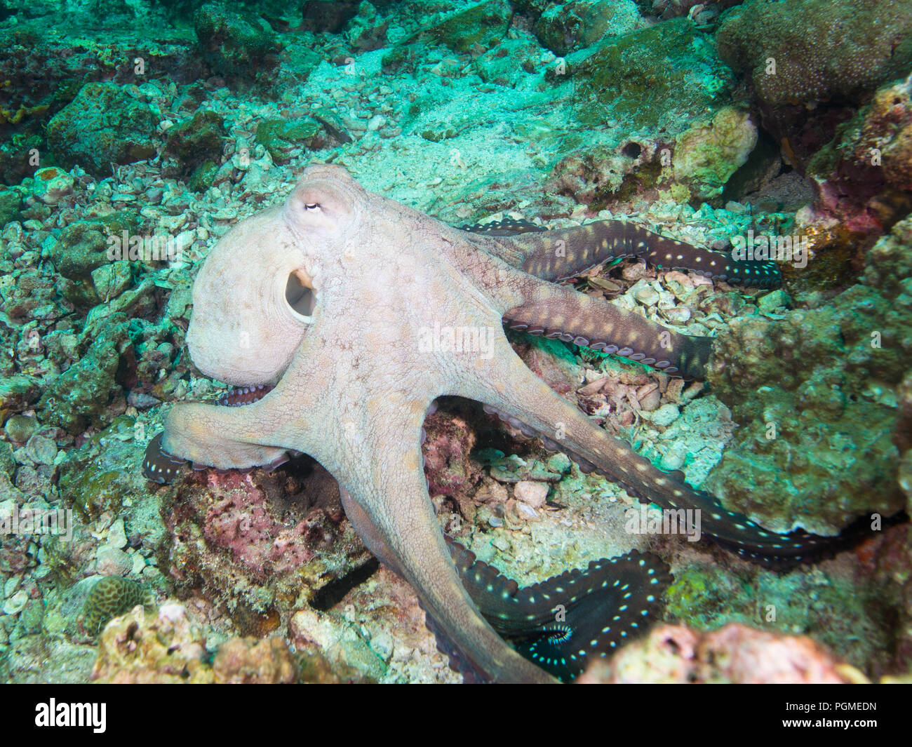 Octopus on a coral reef Stock Photo - Alamy