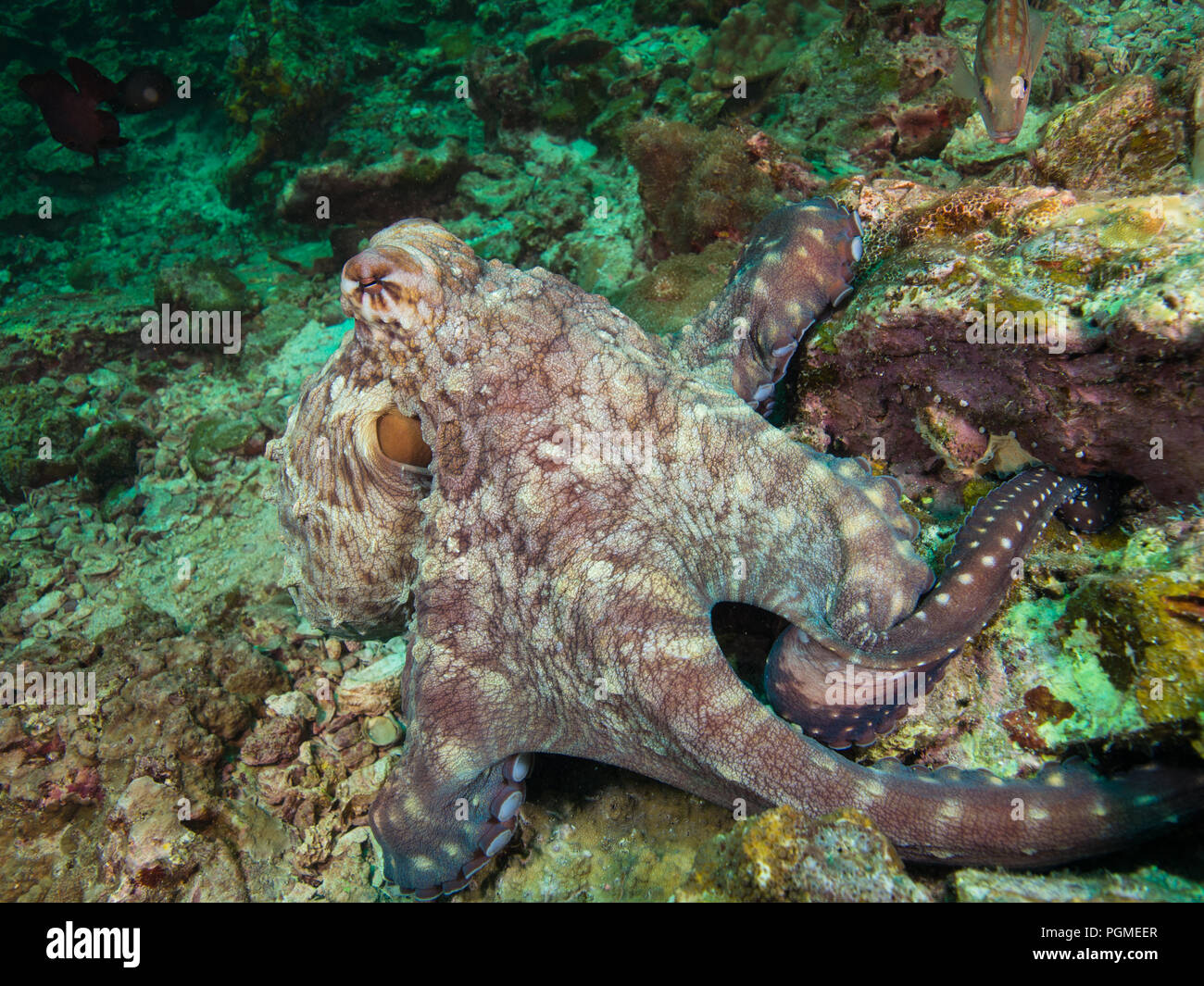 Octopus on a coral reef Stock Photo - Alamy
