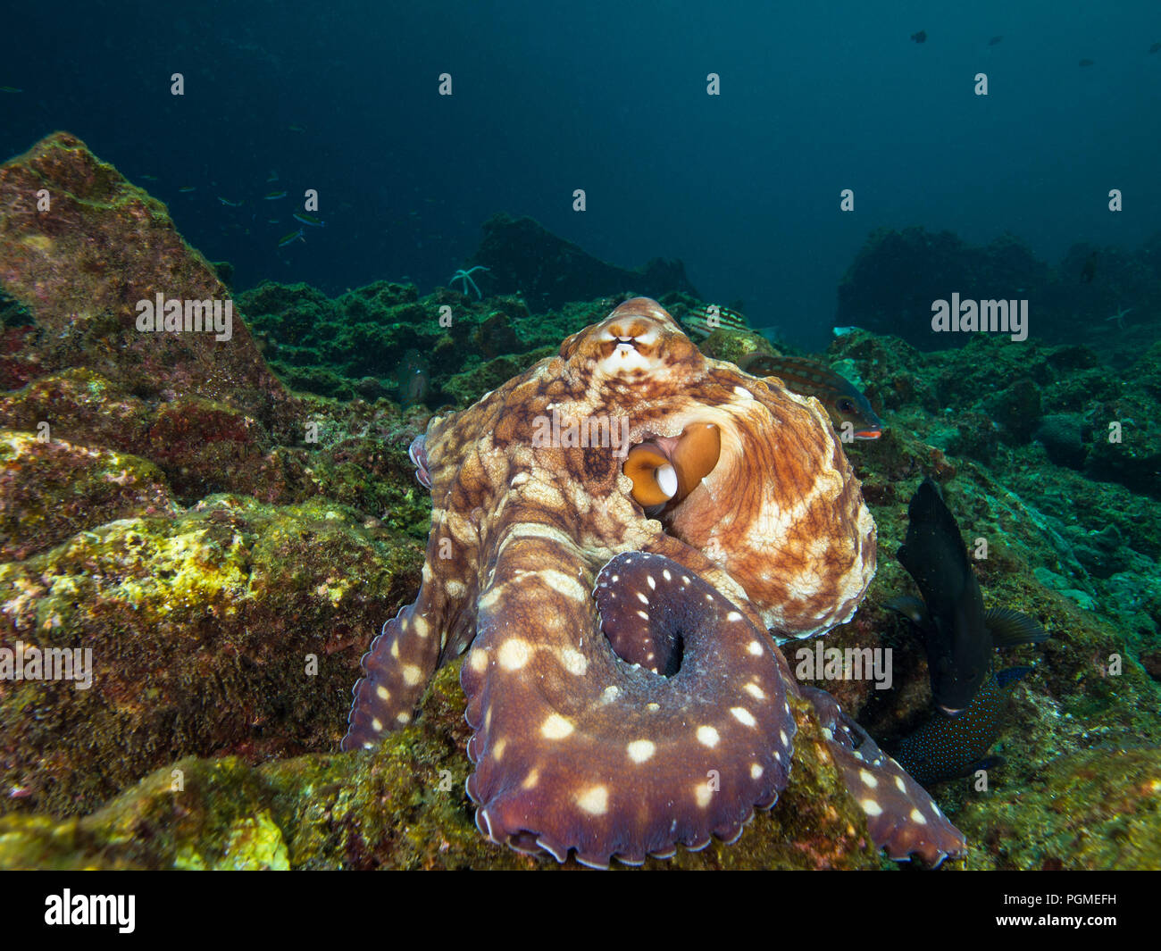 Octopus on a coral reef Stock Photo - Alamy
