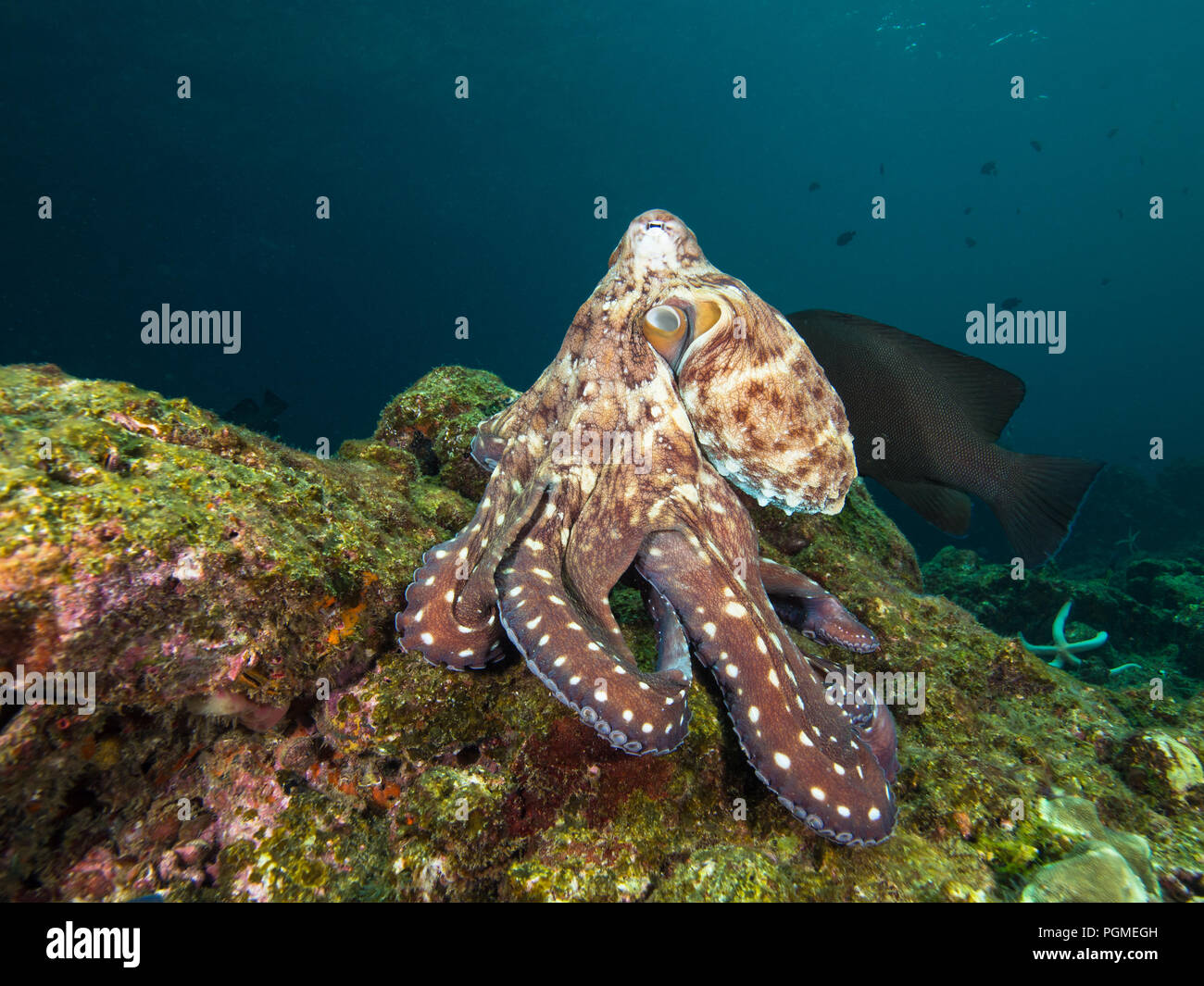 Octopus on a coral reef Stock Photo - Alamy