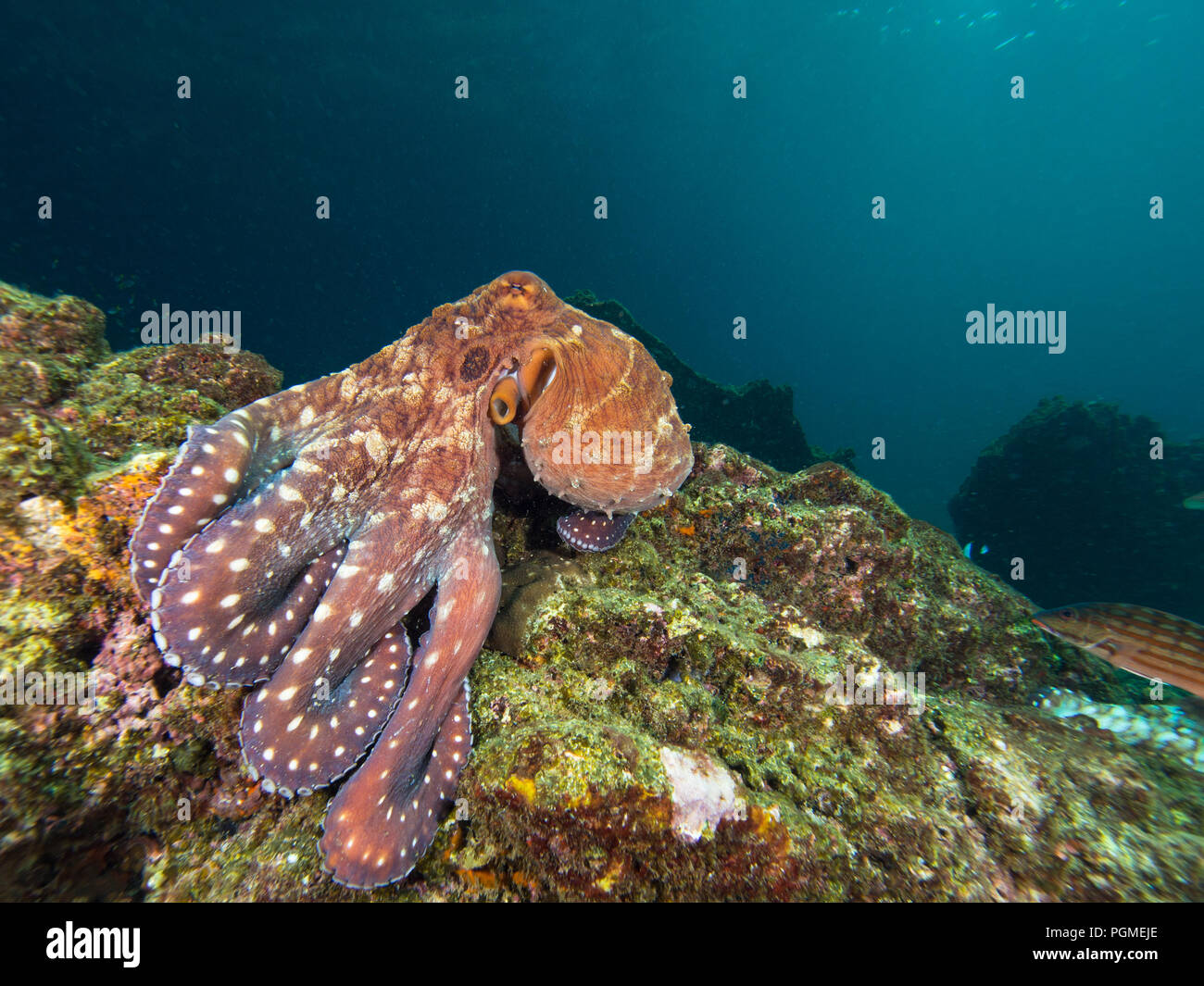 Octopus underwater hi-res stock photography and images - Alamy