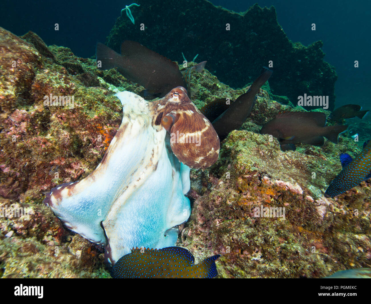 Octopus hunting on a coral reef Stock Photo - Alamy