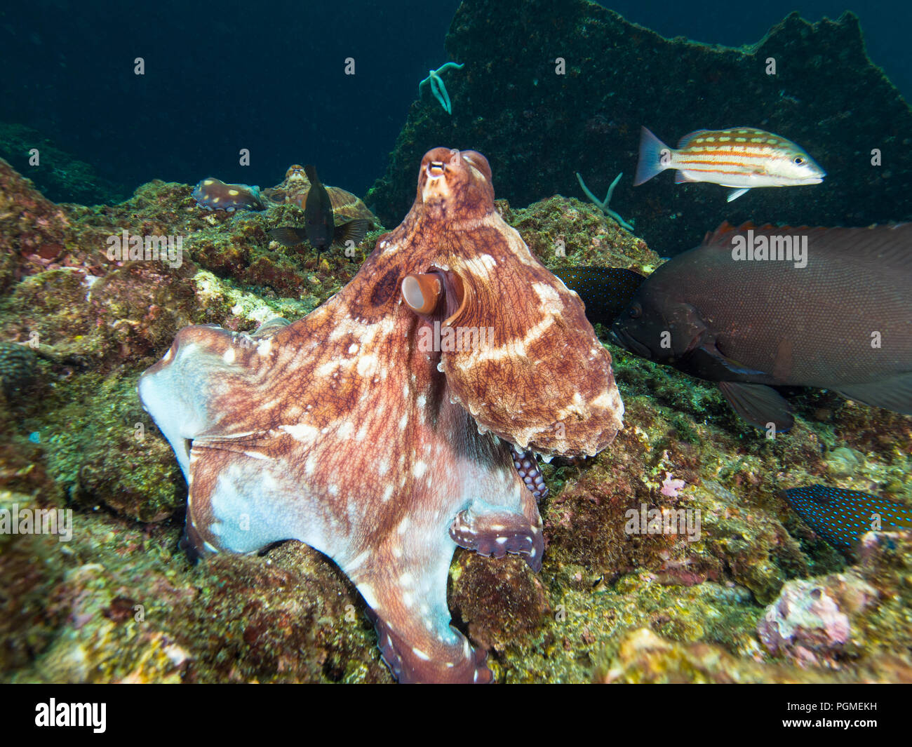 Octopus hunting on a coral reef Stock Photo - Alamy
