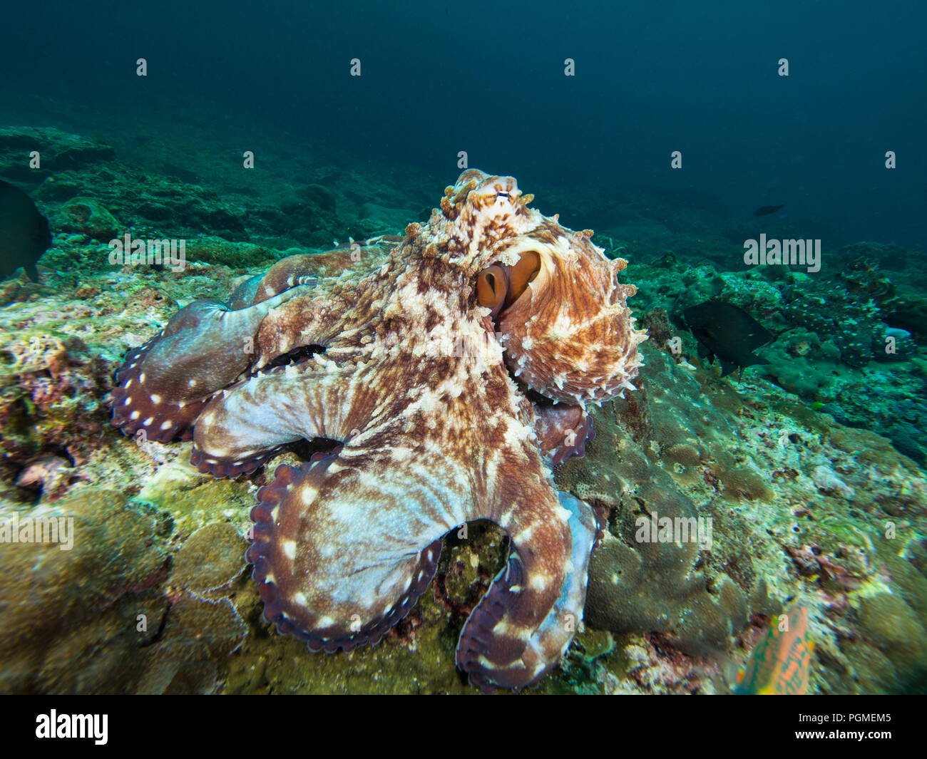 Octopus on a coral reef Stock Photo - Alamy