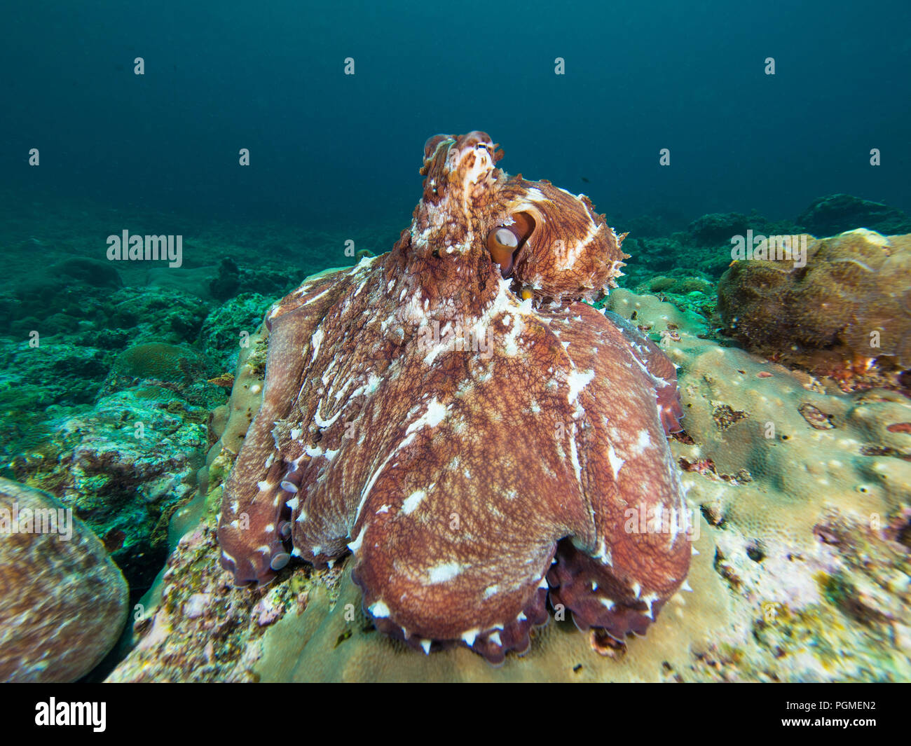 Octopus on a coral reef Stock Photo - Alamy