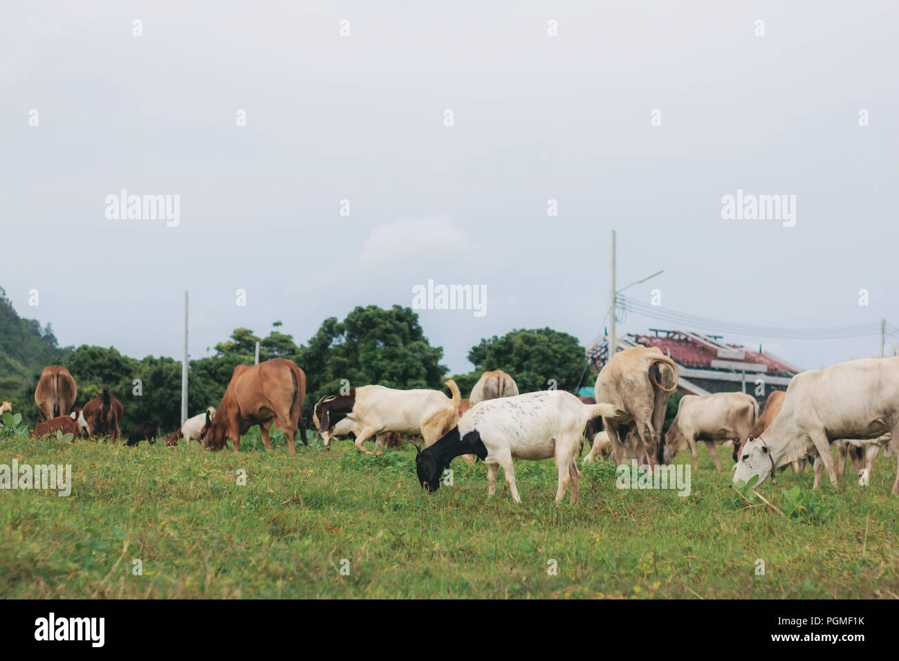 Cow and goat are eating grass in farm at sky Stock Photo - Alamy