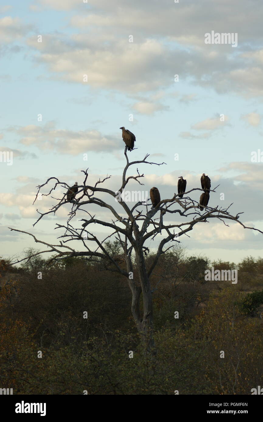 Hooded vultures hi-res stock photography and images - Alamy