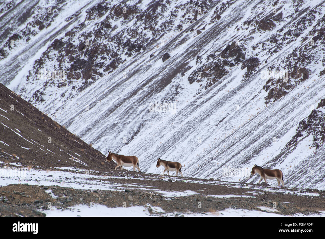 Three Tibetan Wild Asses (Equus kiang) walking in the mountains of the ...