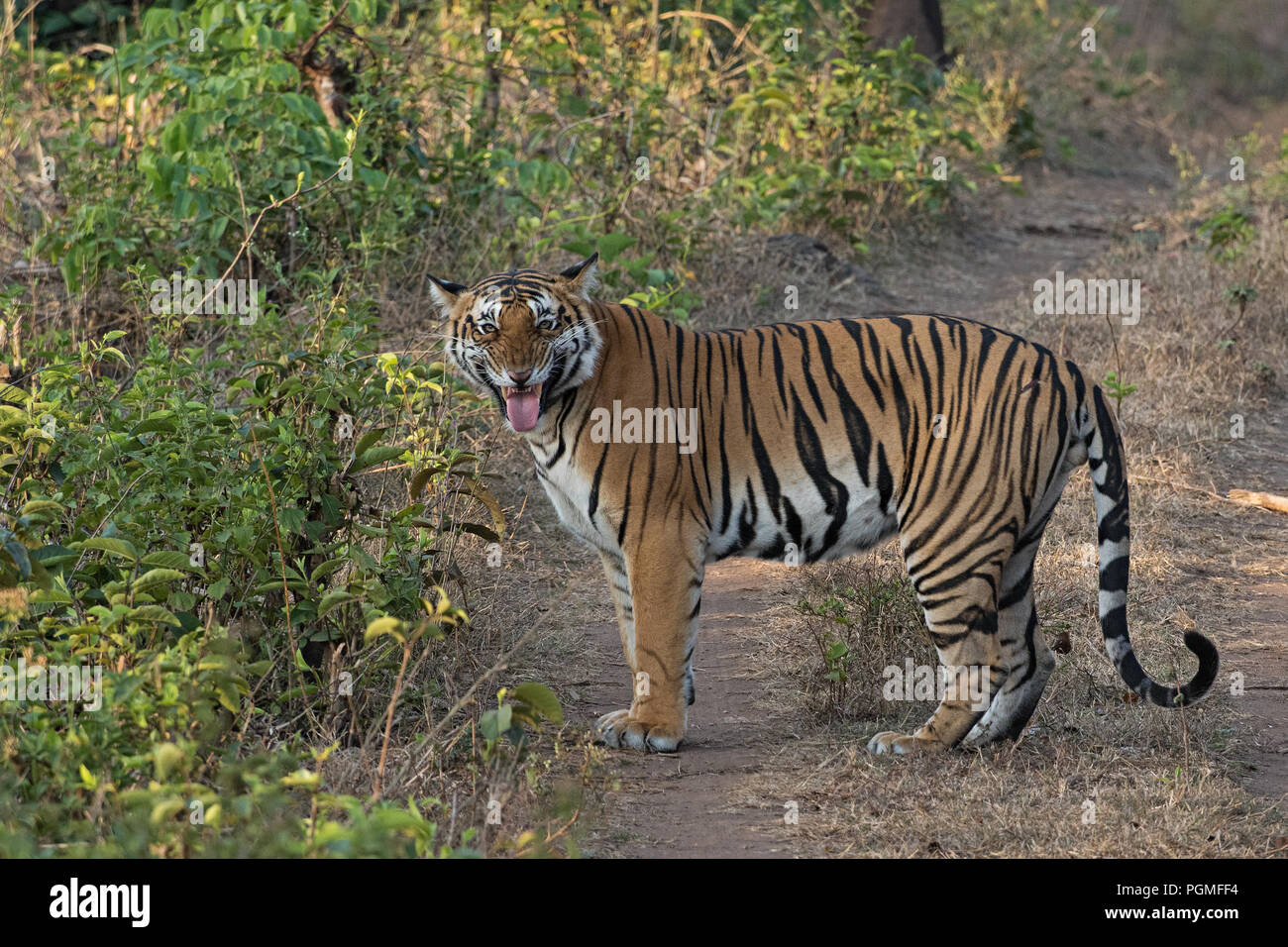 Flehmen response of tiger hi-res stock photography and images - Alamy