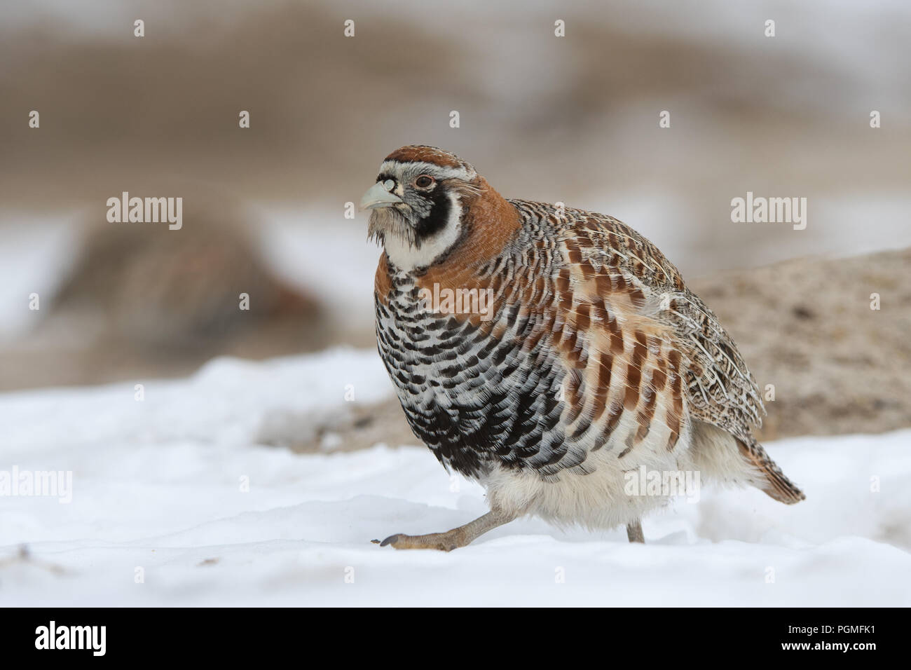Tibetan snow partridge hi-res stock photography and images - Alamy