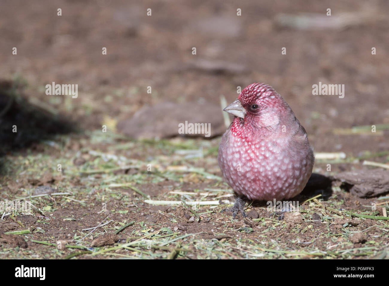 Spotted great rosefinch hi-res stock photography and images - Alamy