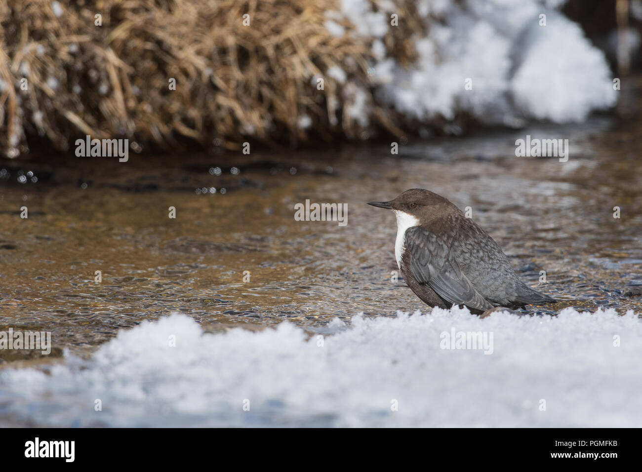 A White-throated Dipper by a stream in Ladakh, India in winter Stock ...