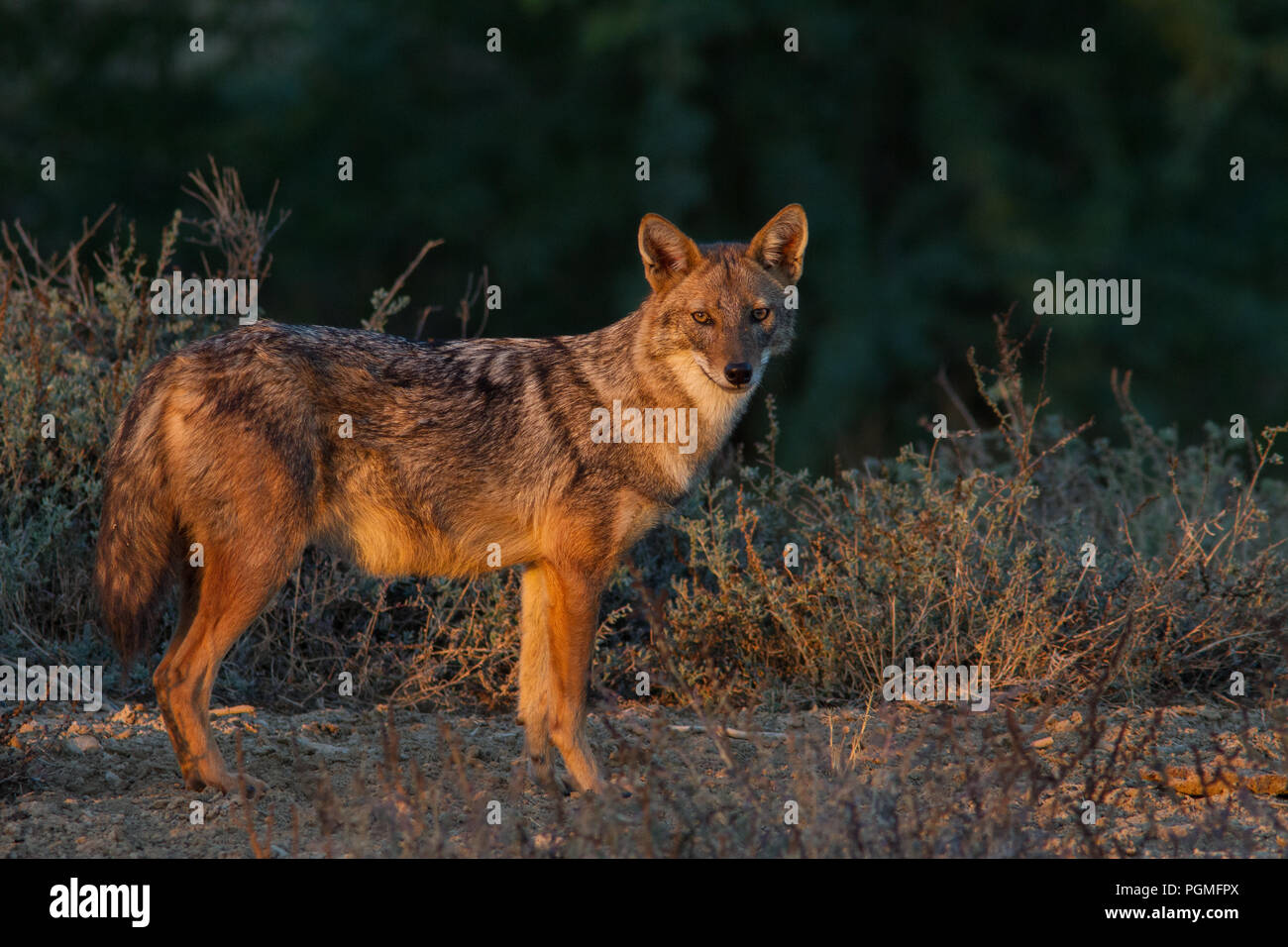 A Golden Jackal (Canis aureus) portrait in golden light from Greater Rann of Kutch, Gujarat ...