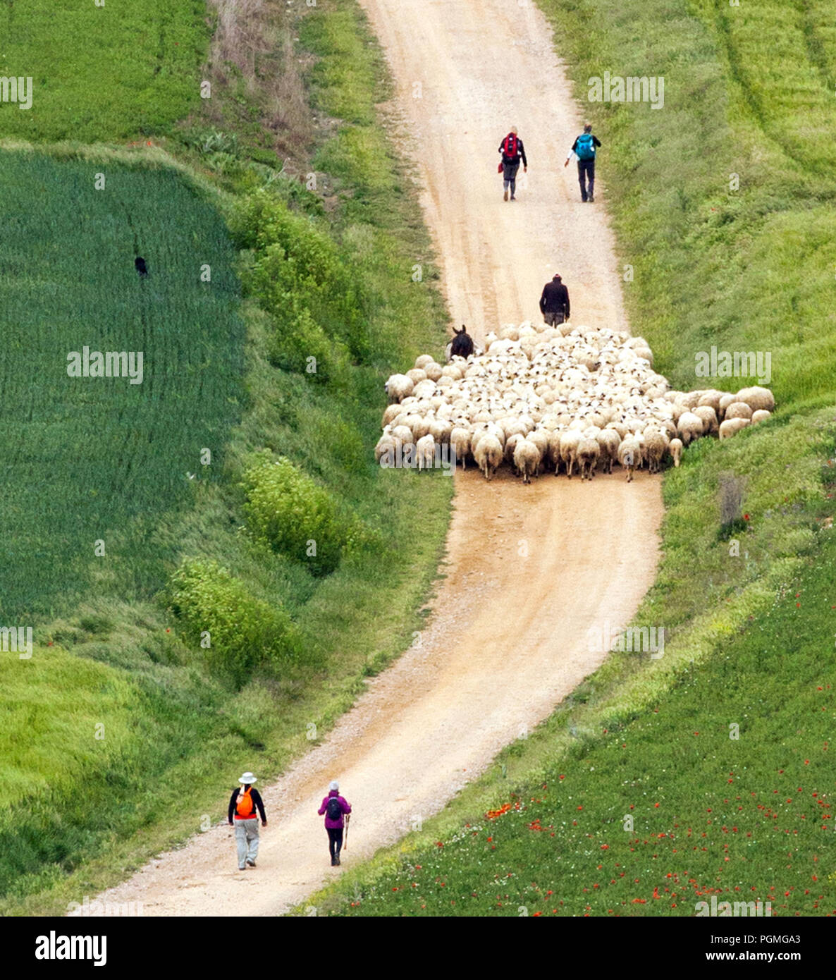 Sheep being herded along the Camino de Santiago the way of St James ...