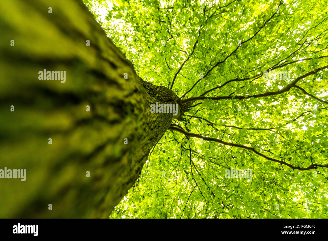 Mature ash tree bark hi-res stock photography and images - Alamy