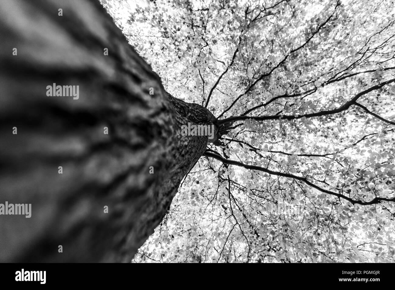 Looking up into the canopy of an Ash tree, Forest of Dean ...