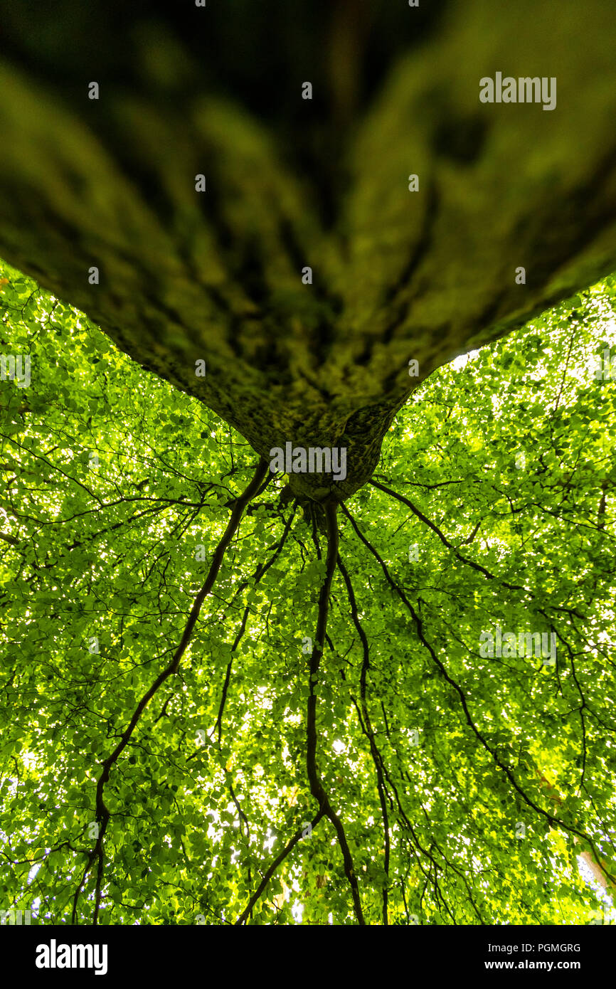 Mature ash tree bark hi-res stock photography and images - Alamy