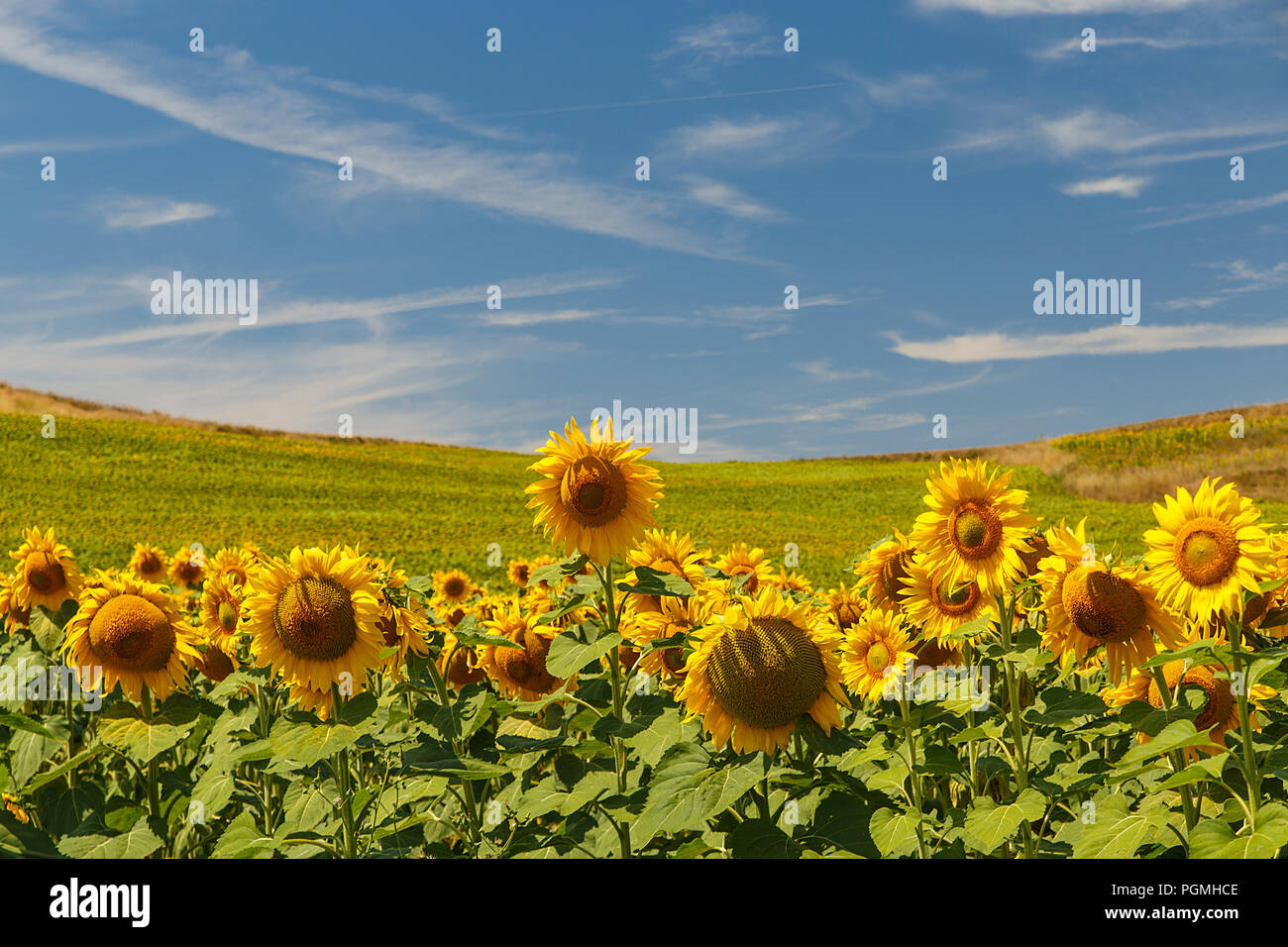 field of sunflowers in august II Stock Photo - Alamy