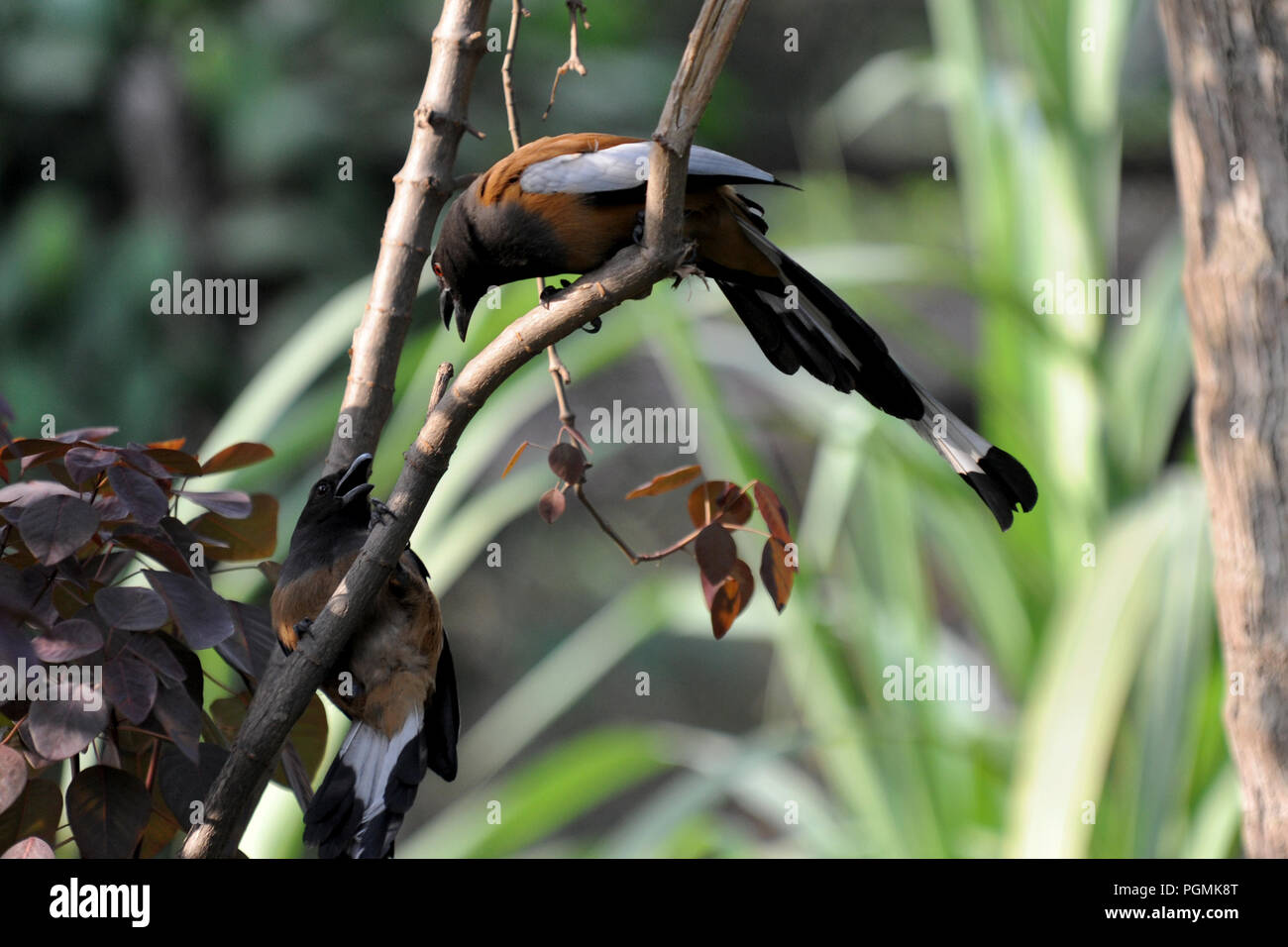 Shama bird hi-res stock photography and images - Alamy