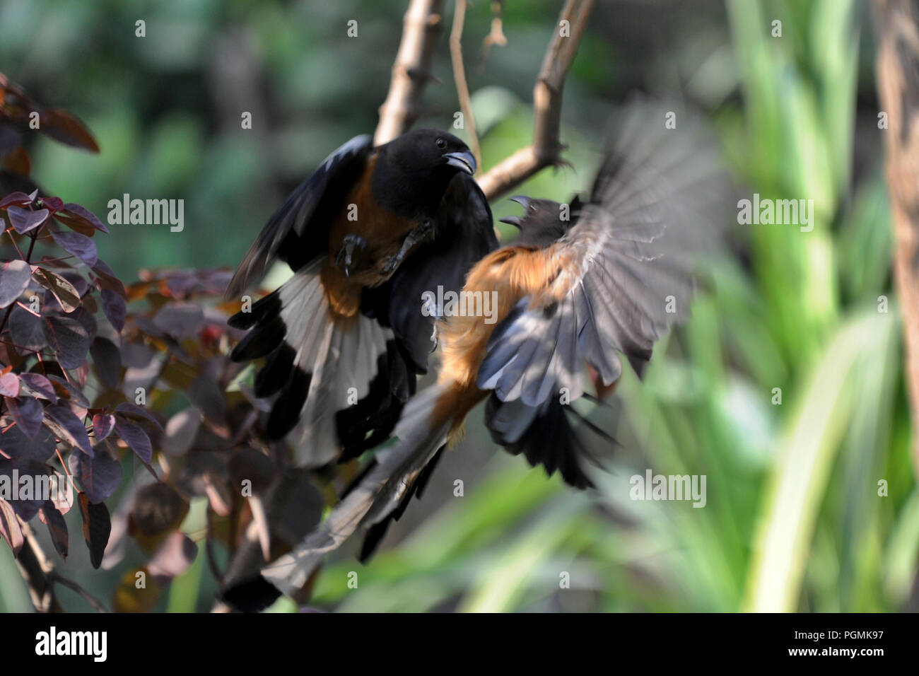 Dhaka, Bangladesh - April 08, 2010: The two White Rumped Shama bird ...