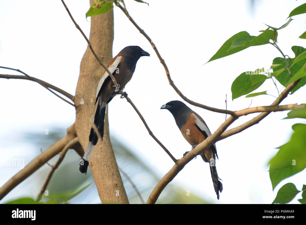Shama bird hi-res stock photography and images - Alamy