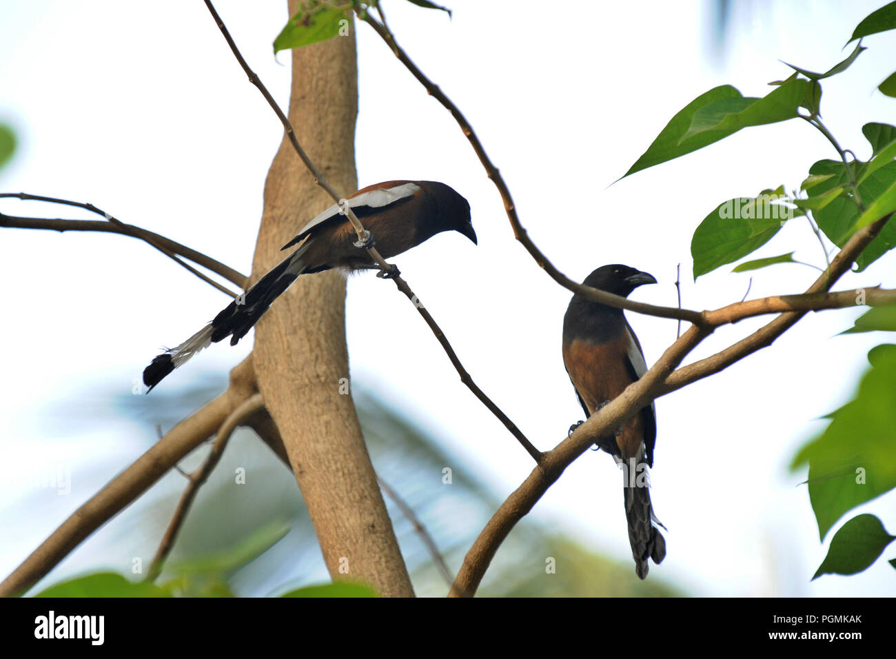 Shama bird hi-res stock photography and images - Alamy