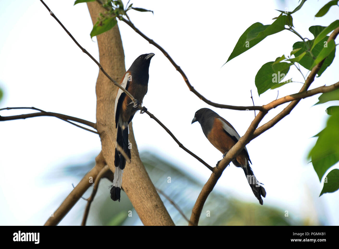 Shama bird hi-res stock photography and images - Alamy