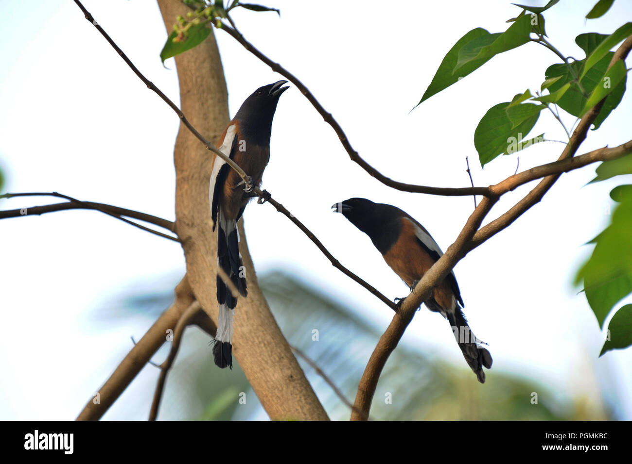 Dhaka, Bangladesh - April 08, 2010: The two White Rumped Shama bird sit ...