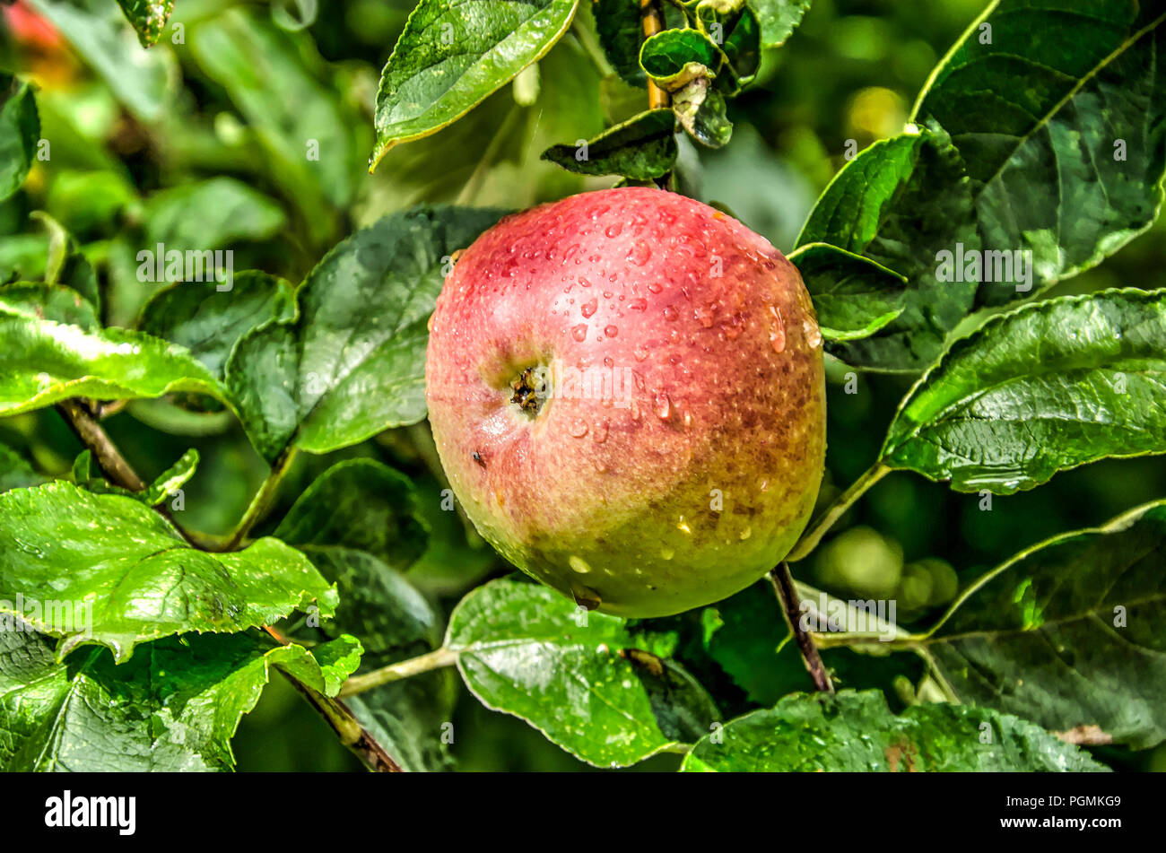 One single ripe red apple growing on a tree Stock Photo - Alamy