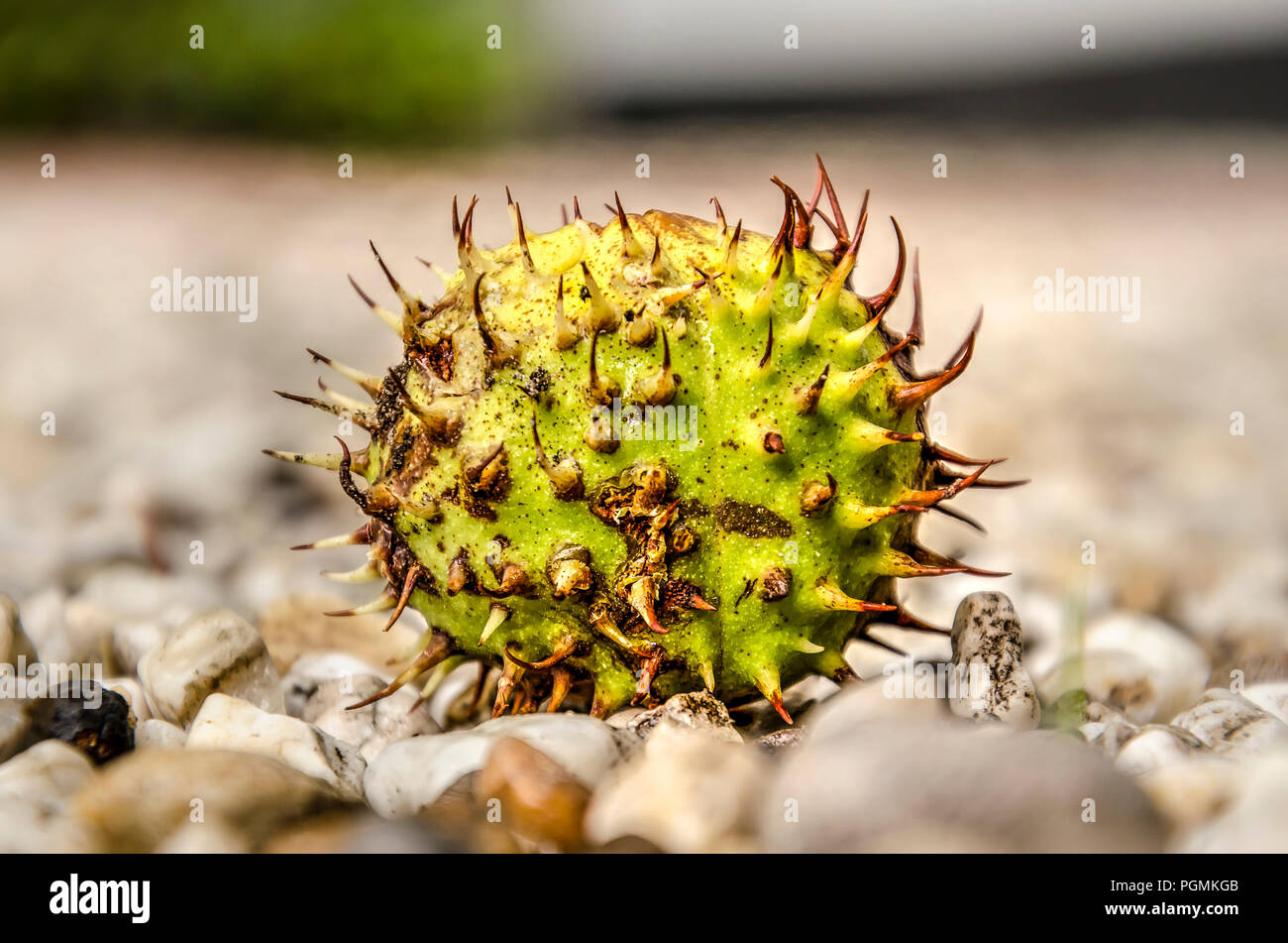 Close-up of a fallen chestnut in its spiky green cover on a gravel ...