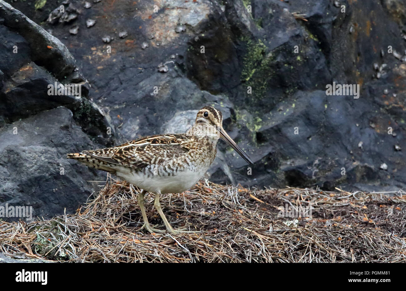 Long billed snipe hi-res stock photography and images - Alamy