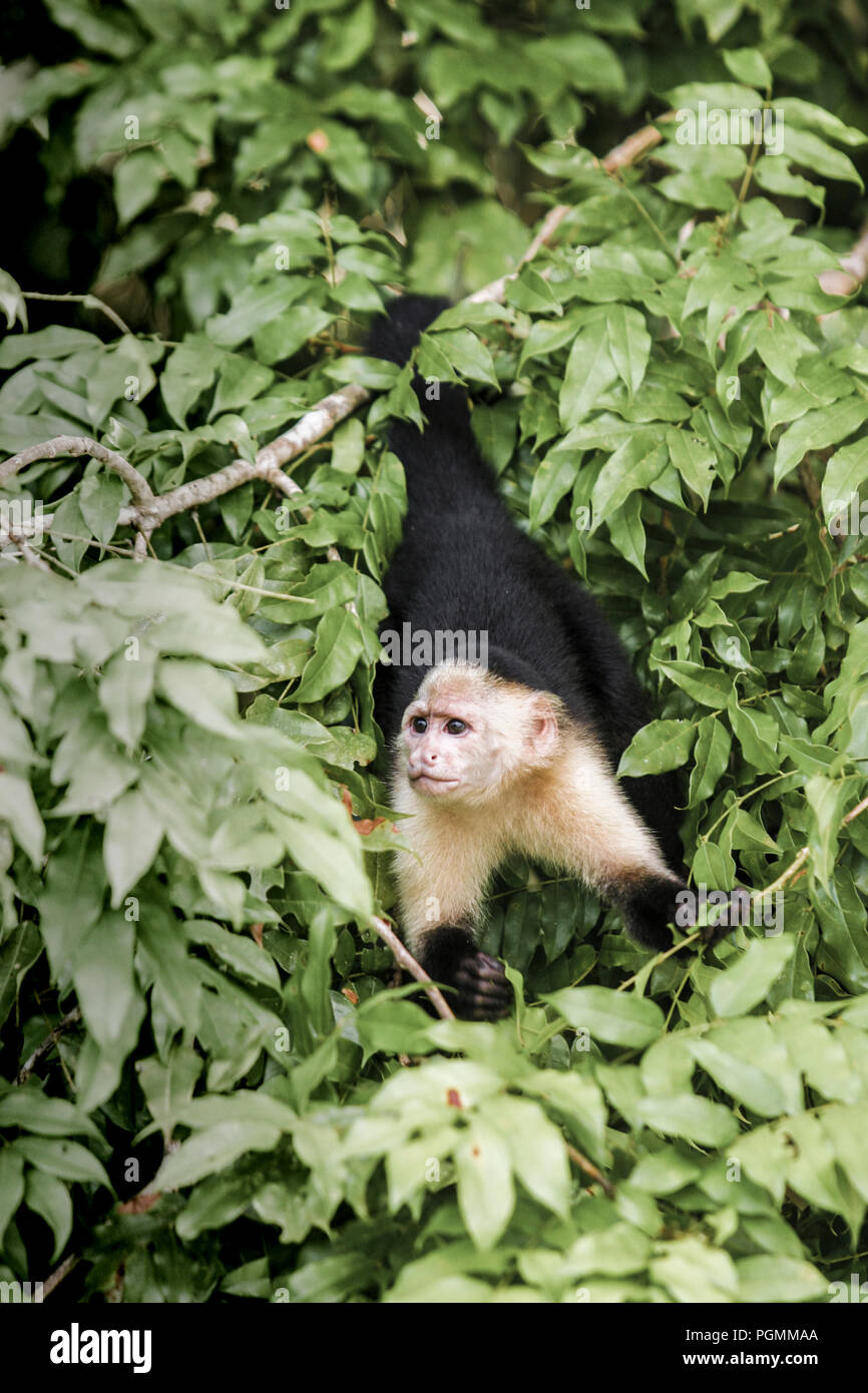 Cebus species hi-res stock photography and images - Alamy