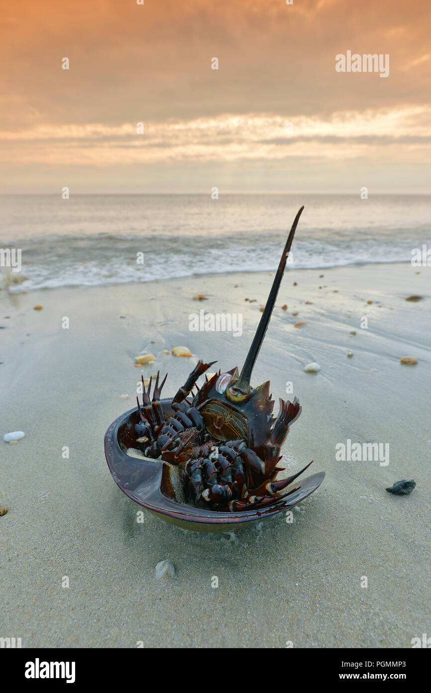 Pfeilschwanzkrebse hi-res stock photography and images - Alamy