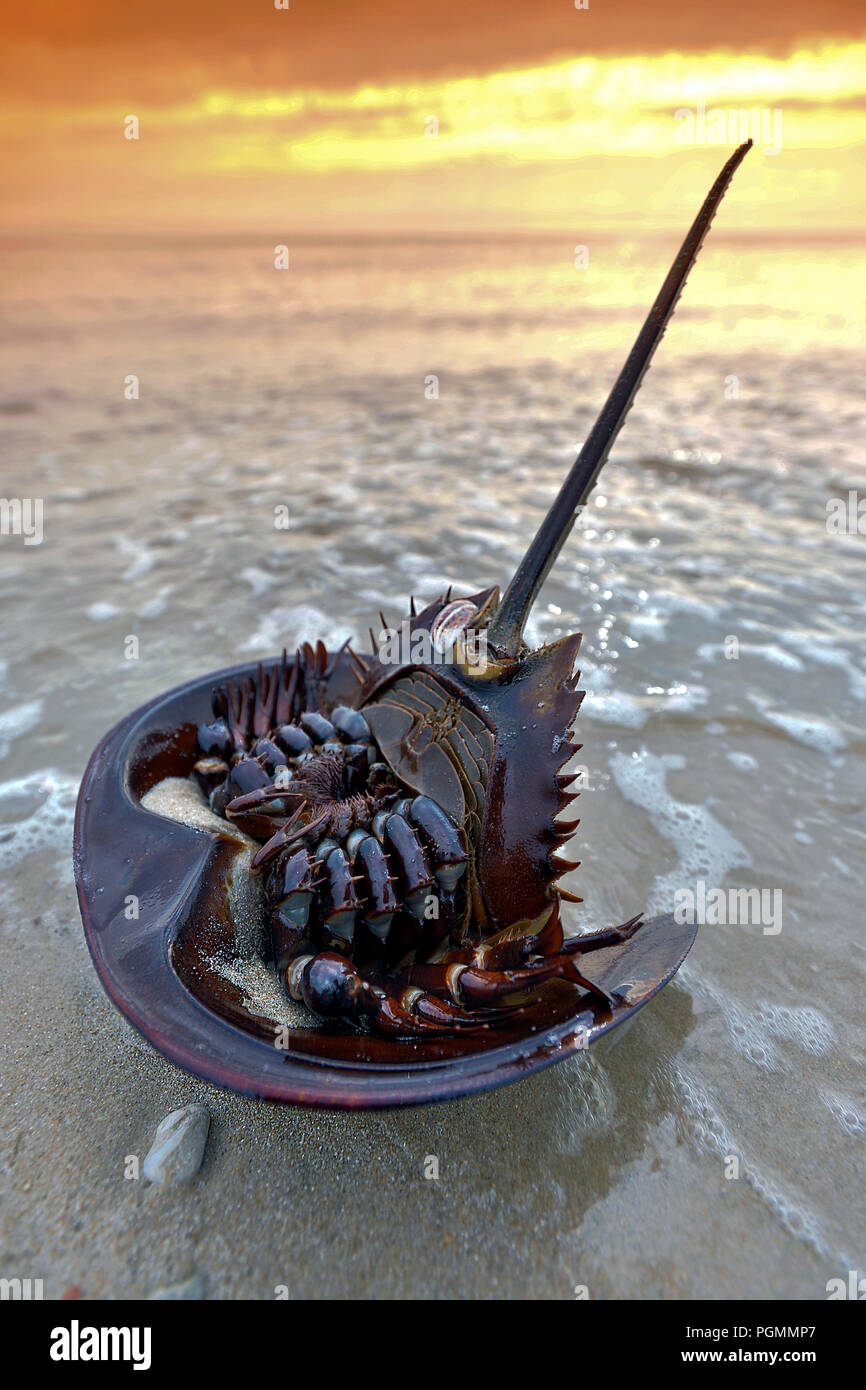 American Horseshoe Crabs High Resolution Stock Photography and Images ...
